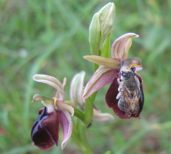 Lisi's Nature Pix: pseudocopulation of Ophrys spruneri