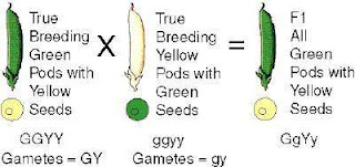 Independent Assortment pak Mendel | YANJUZ