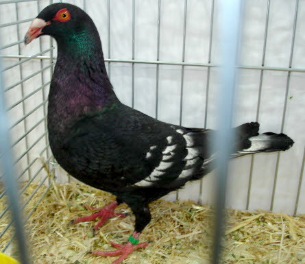 Porumbel spaniol | Rase-de-Porumbei-ro