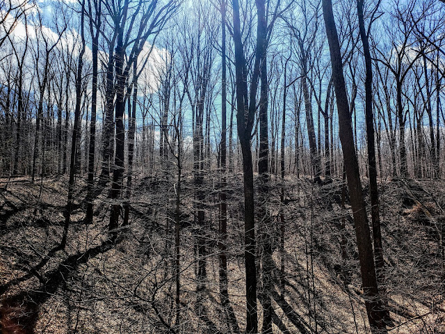 Loggers Trail Hike Offers Surprises in Oregon Ridge Park - MidAtlantic ...