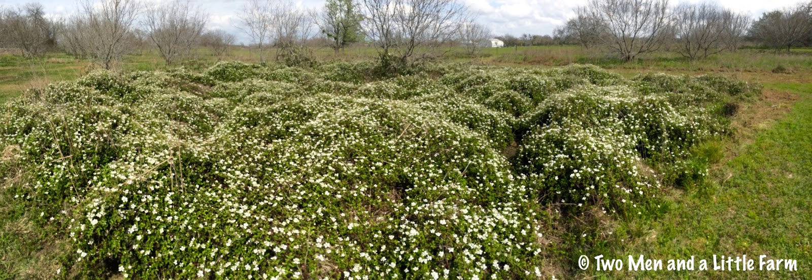 HOw To THE DEWBERRIES ARE COMING