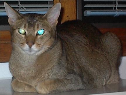 Encyclopedia of Cats Breed: Ruddy Abyssinian Cat | Tawny or Usual