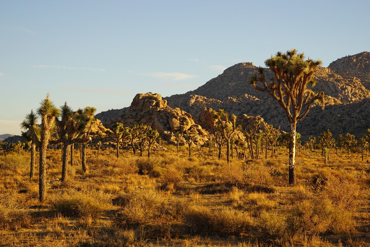 CSUS Praktikum: San Diego - Tijuana Mexiko - Joshua Tree National Park