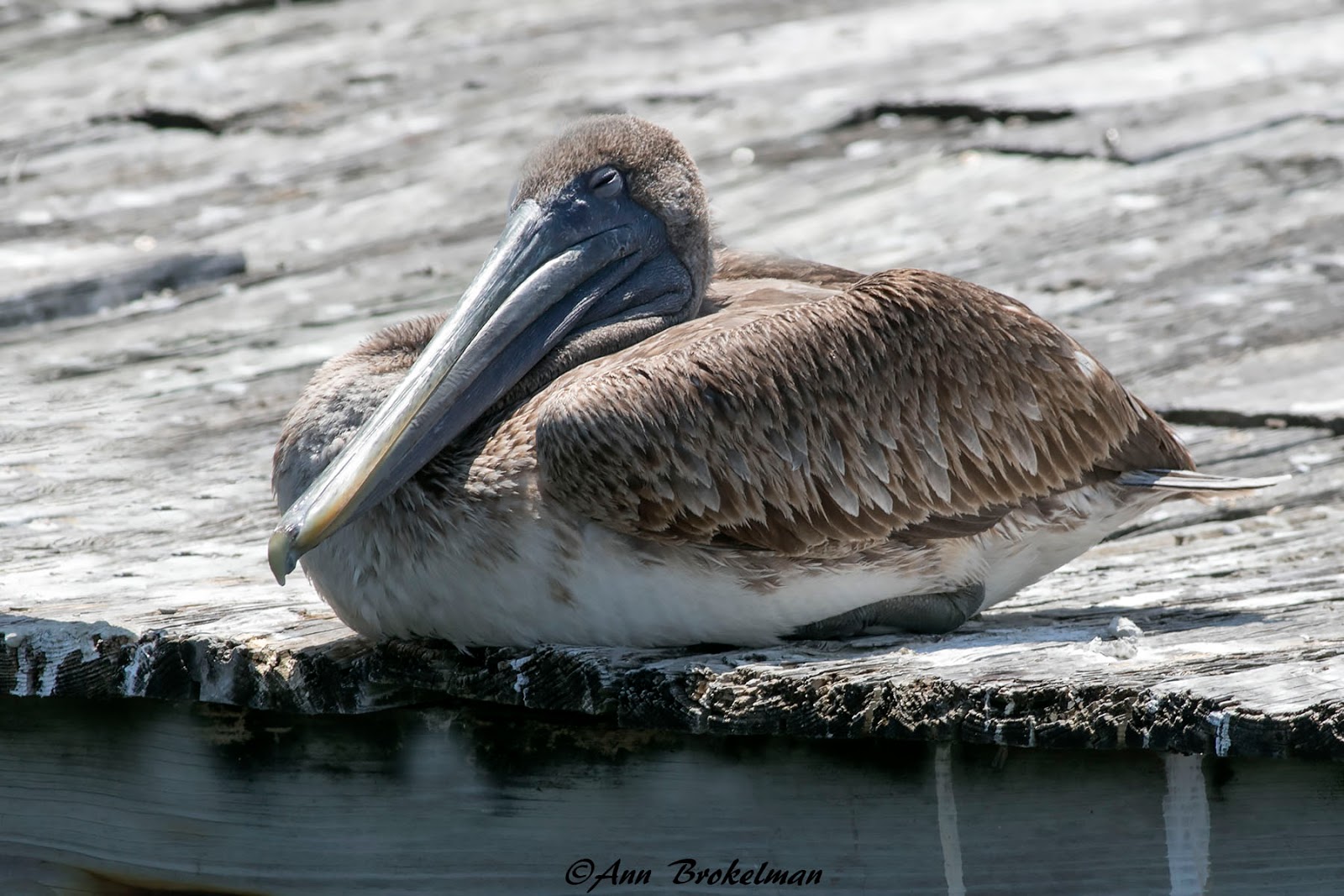 Ann Brokelman Photography: Brown Pelicans Keys Florida