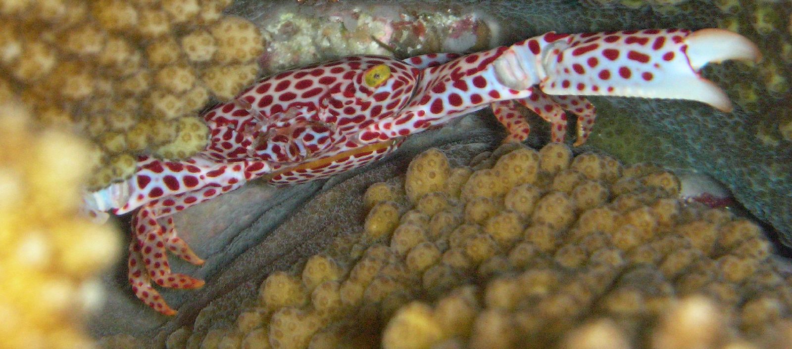 Real Monstrosities: Red-spotted Guard Crab