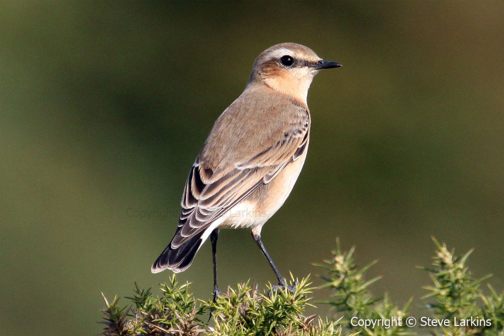Greenham Birding: UK Bird Gallery