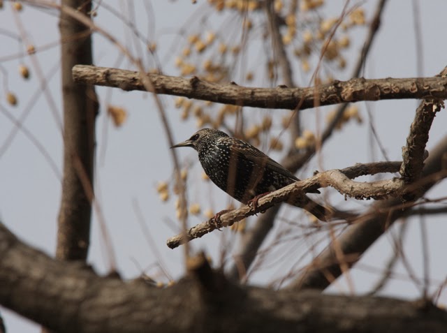 BIRDING - Kyoto, Kansai and Japan: Common Starling