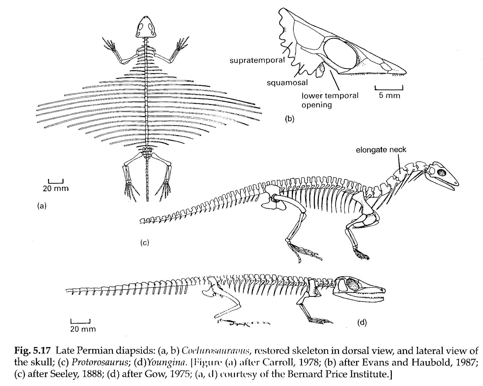 Evolutiebiologie: juni 2013