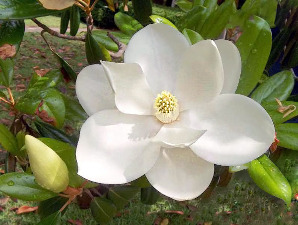 Manolya nedir? Manolya Çiçeği - Laf Sözlük