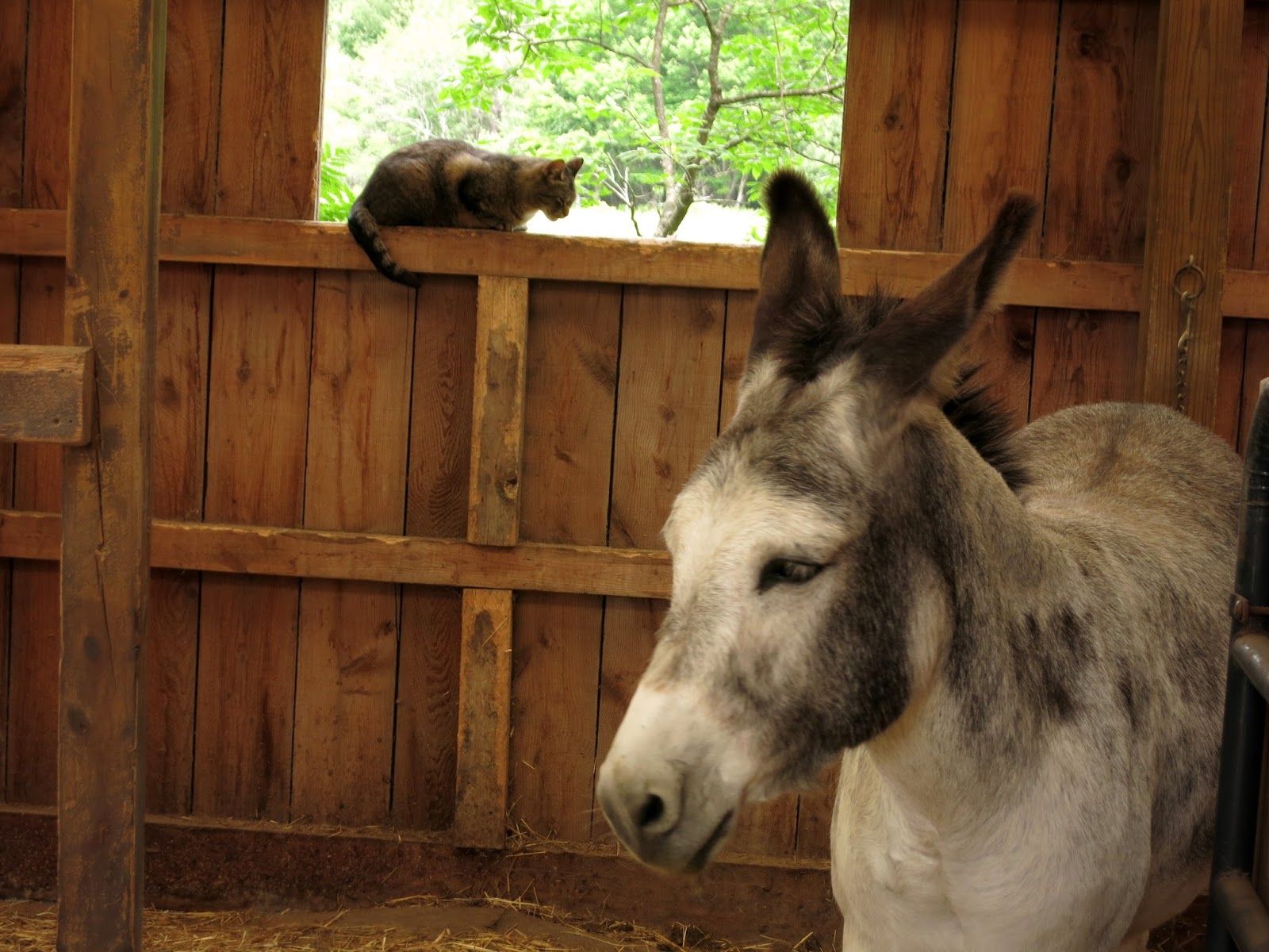 The Dancing Donkey: In the Barn