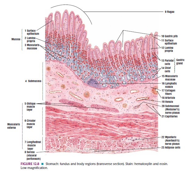 Histologi Sistem Pencernaan Lambung dan Esofagus | BlogK Putih