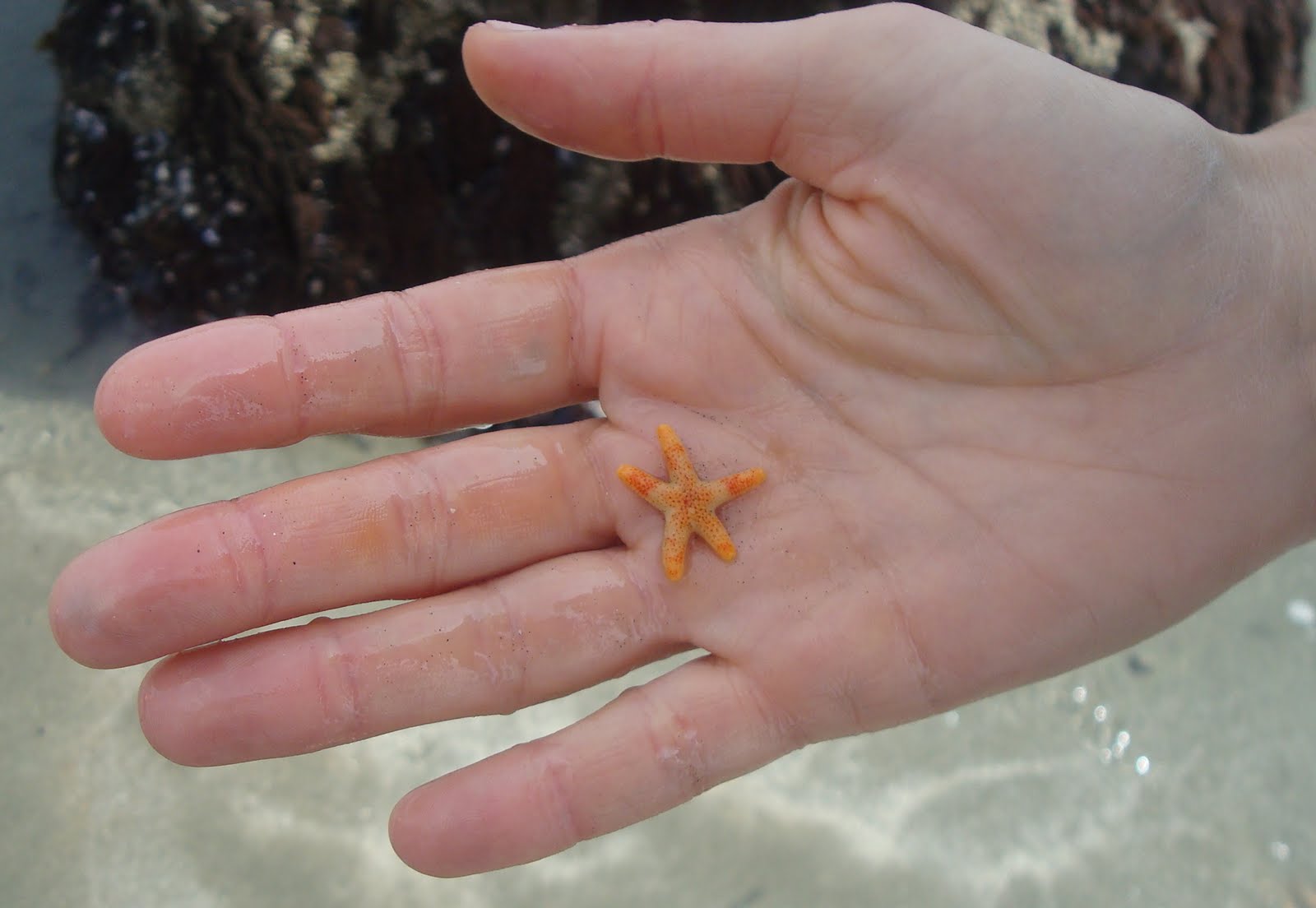 Hummingbird House: In Addition To The Shark