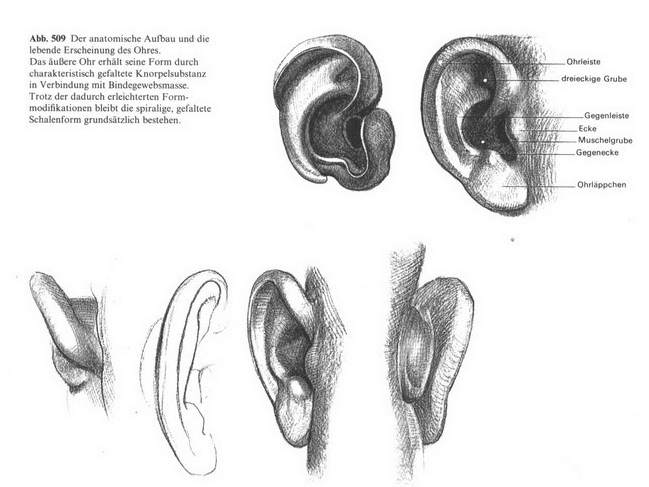 Foundation Figure: Day 18 - facial features; mouth and ears