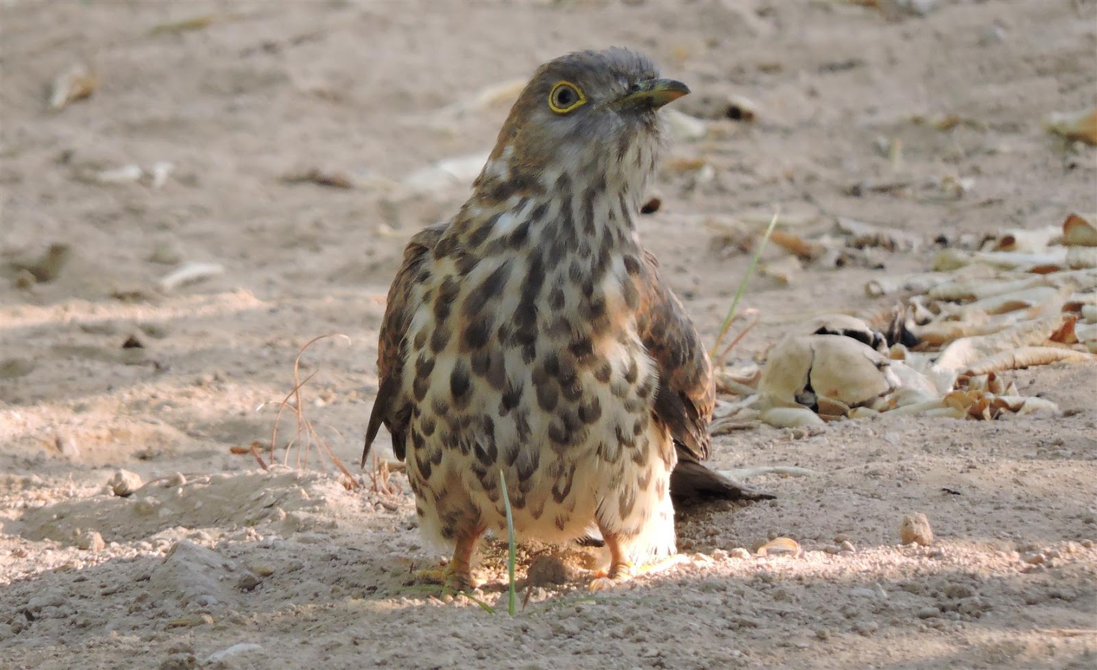 Birding for a Lark: A vagrant common hawk-cuckoo