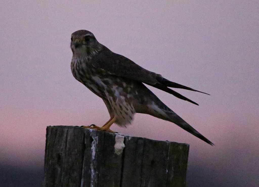 Ohio Birds and Biodiversity: 2012