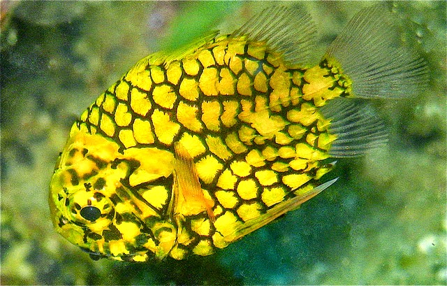 PINECONE FISH photos - wallpapers | the fun bank