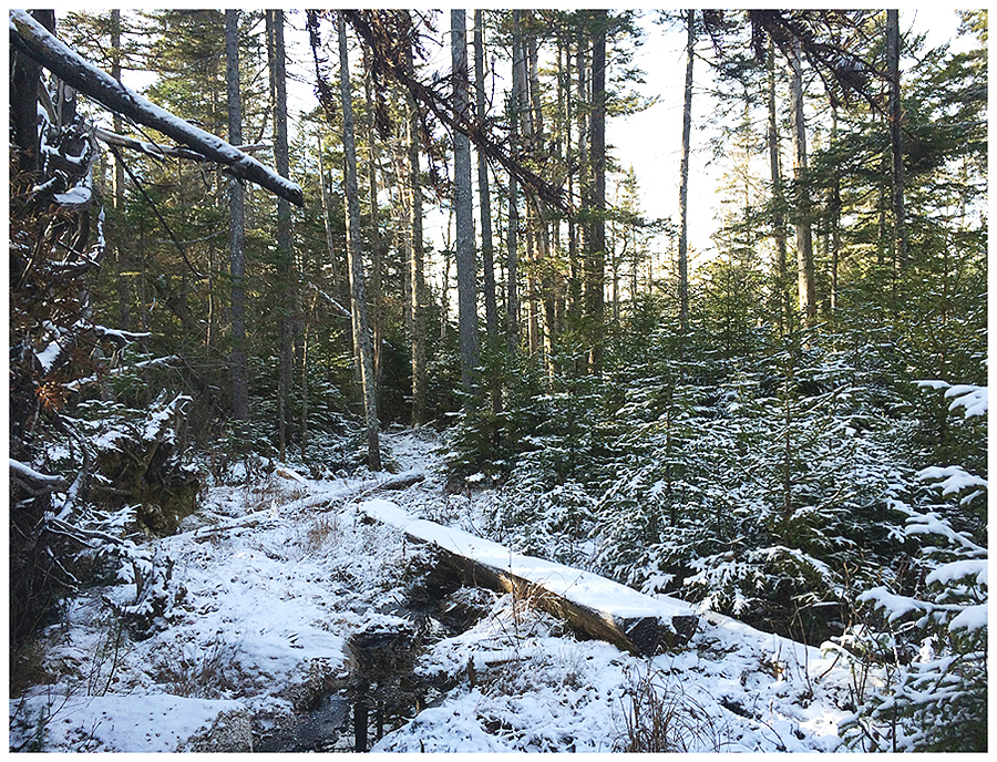 Hiking in the White Mountains: Livermore Pass and the Old Town of ...
