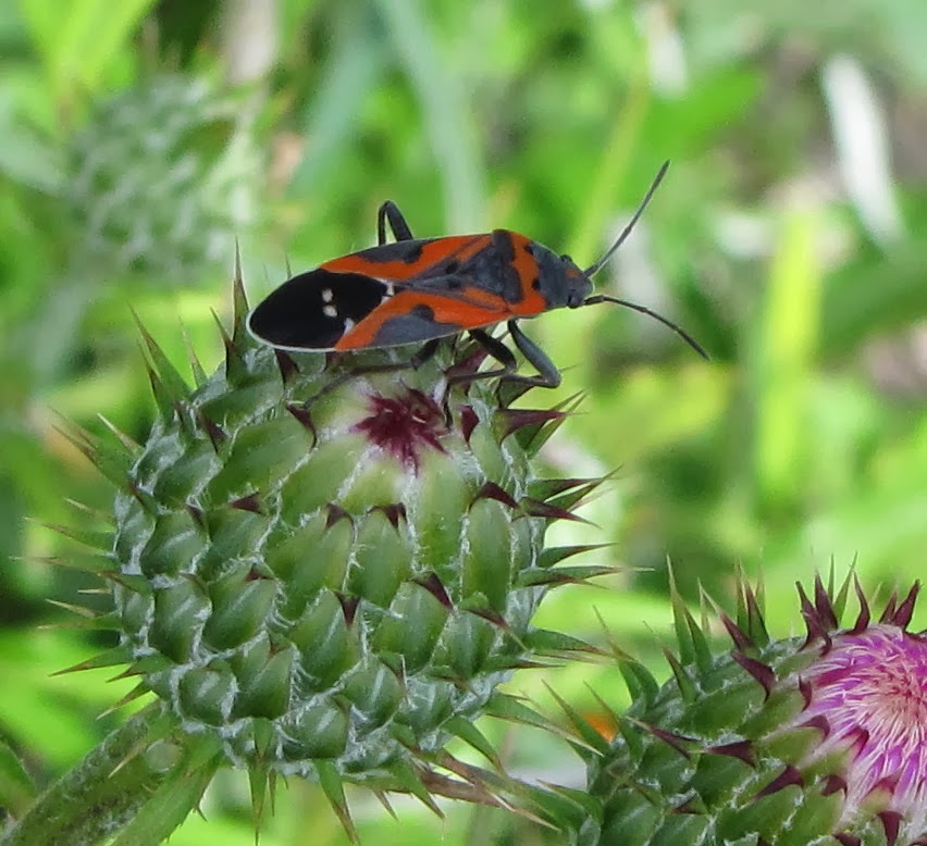 Bug Eric: Small Milkweed Bug