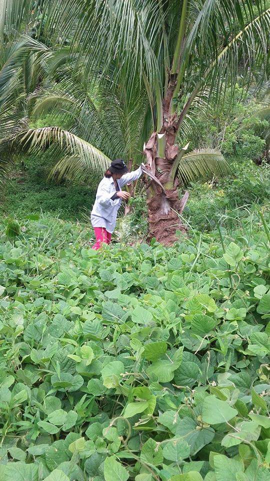 Xtremehorticulture of the Desert: Coconut Trunk Rot in Philippines