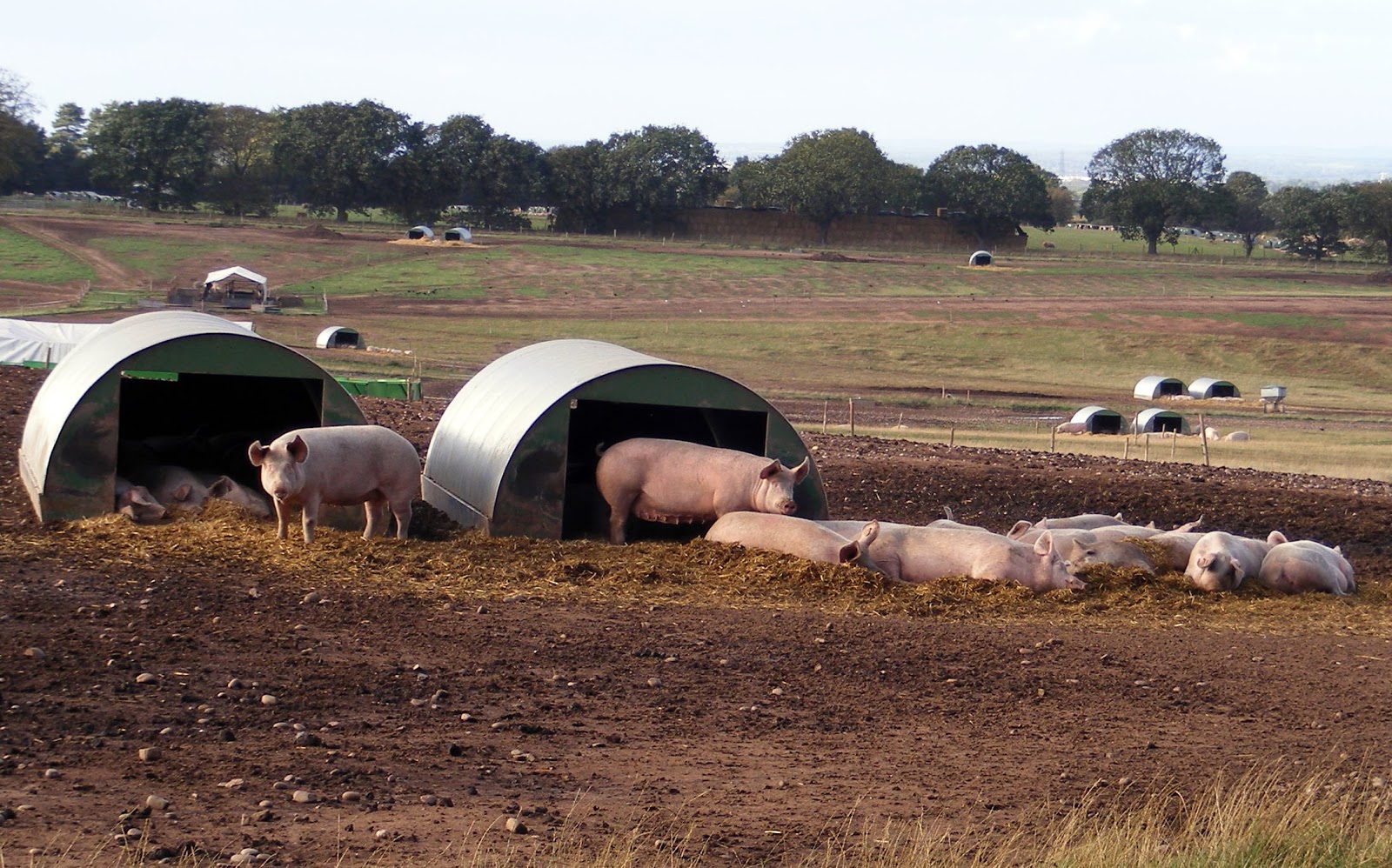Staffordshire Photo: Pig Heaven