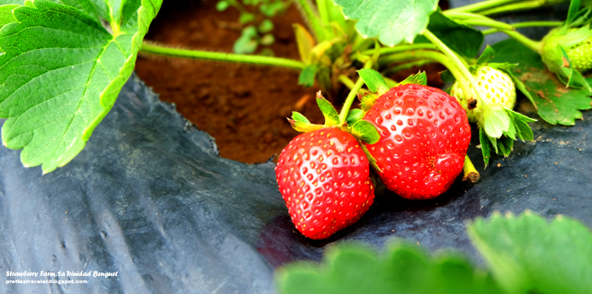 Strawberry Picking in La Trinidad Strawberry Farm, Benguet ~ The ...