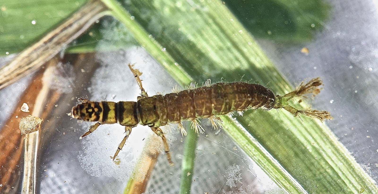Aquatic Insects of Central Virginia: Caddis day at Lickinghole Creek ...