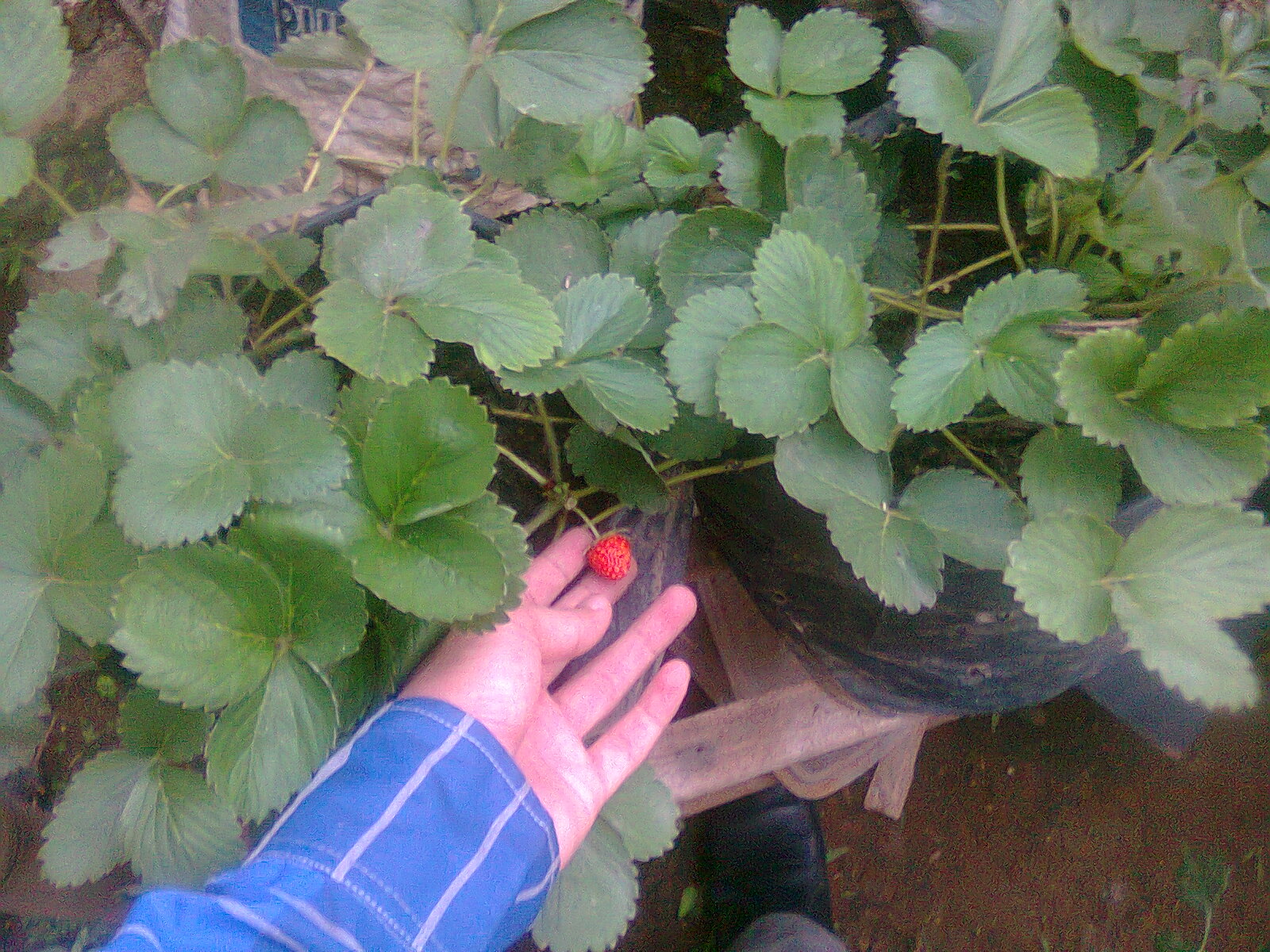 Cara Merawat Pohon Strawberry Agar Cepat Berbuah Lebat - Guru Ilmuan