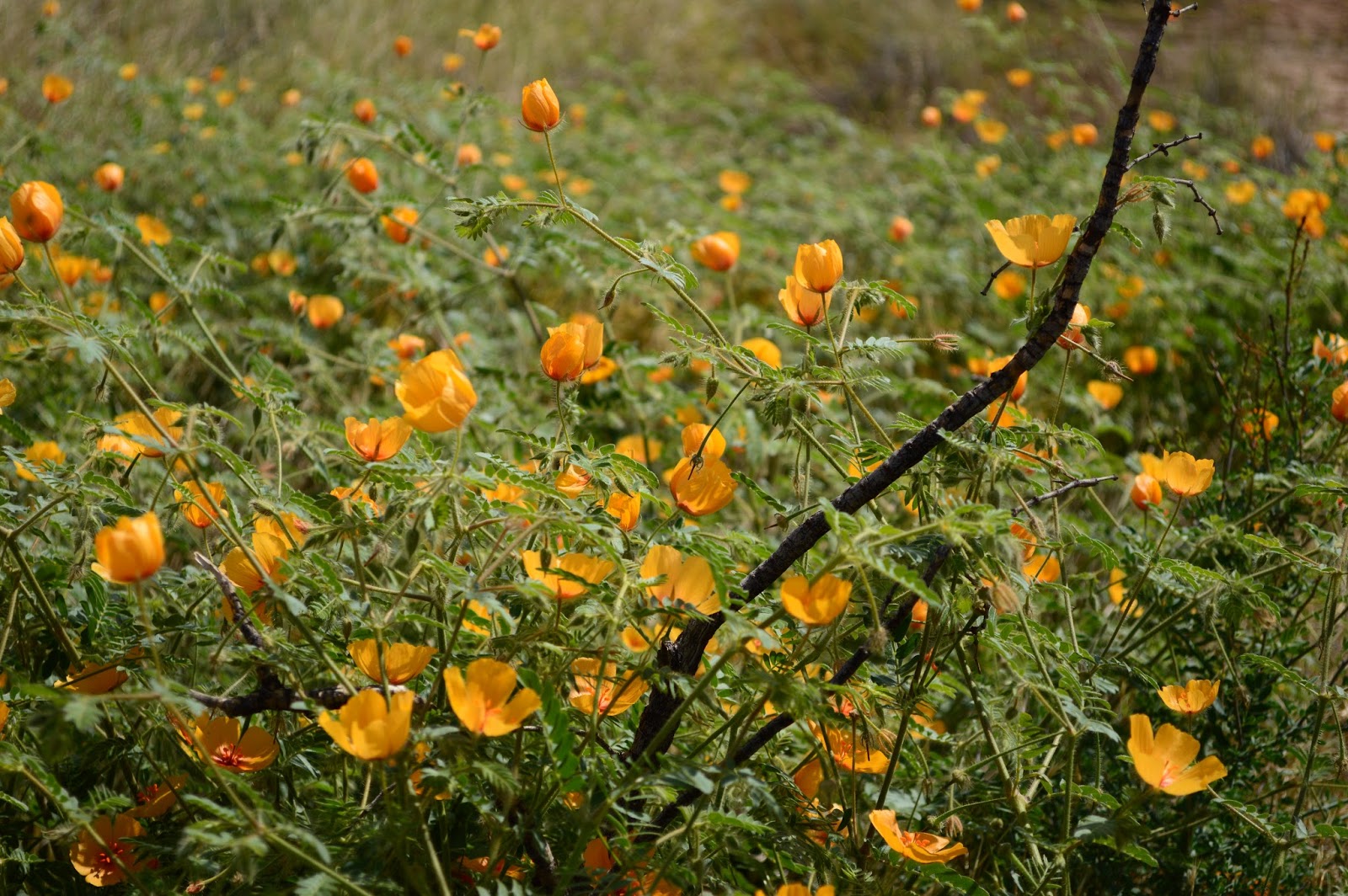A Small, Sunny Garden: Desert Poppies: Flowers of Sunshine and Rain