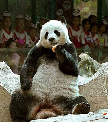 Funny wallpapers|HD wallpapers: Amazing Funny Animals - Amazing Photos ...