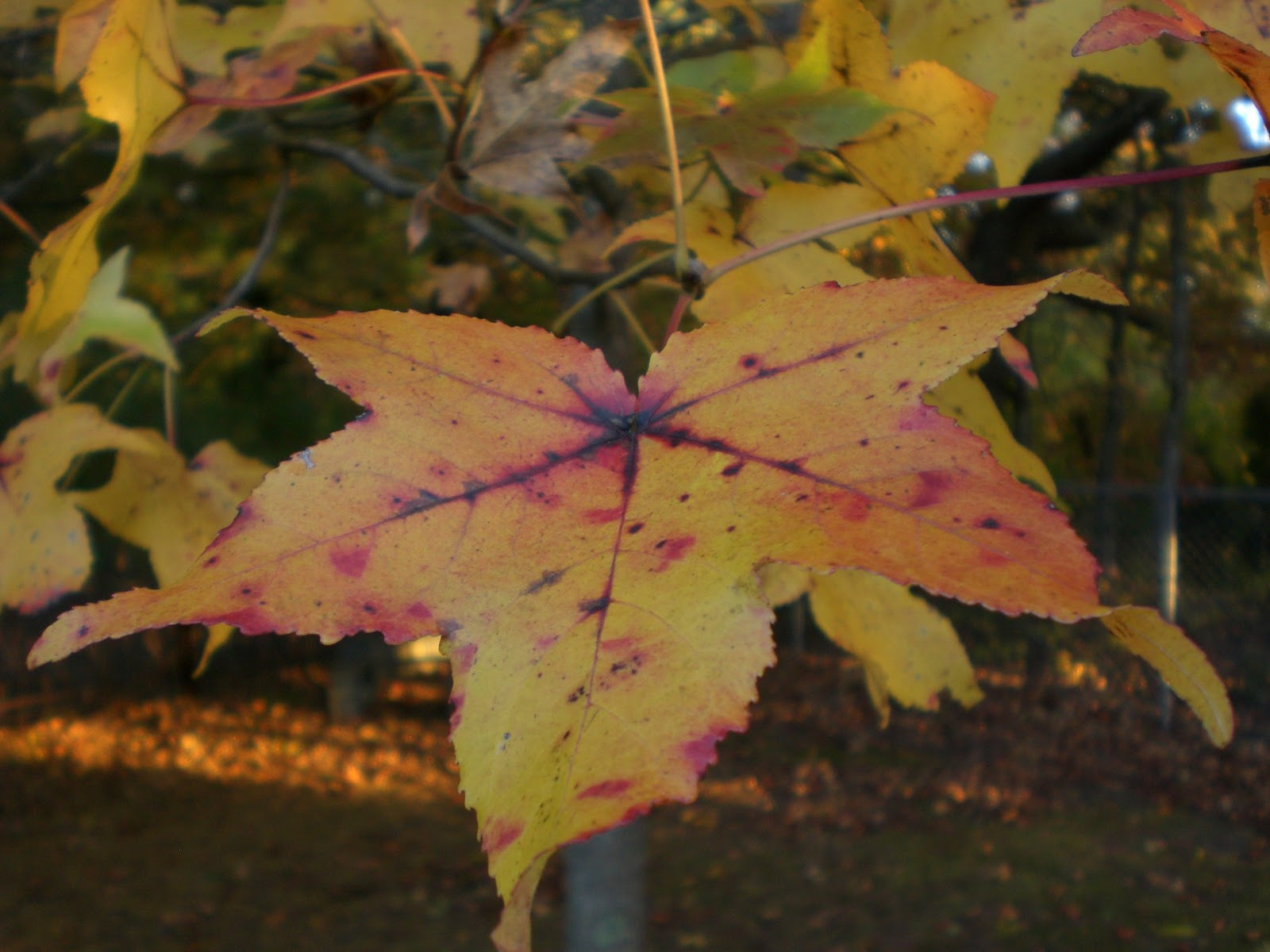 Wildflower Bouquets – Enjoy Simple Pleasures: Enjoy Fall Activities ...