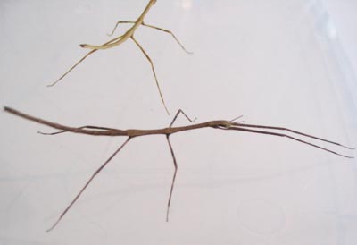 Kummitussirkat: Ramulus sp. - PSG 251