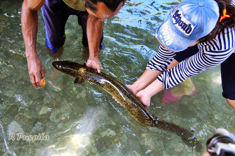 Live Is An Adventure: Morea, Belut Raksasa dari Ambon