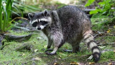 MUNDO ANIMAL: EL MAPACHE