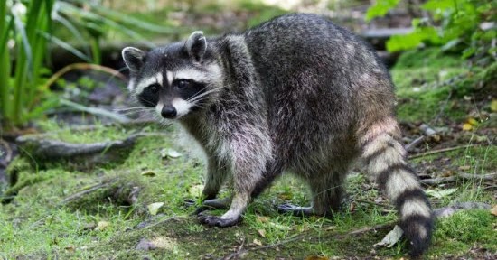 MUNDO ANIMAL: EL MAPACHE