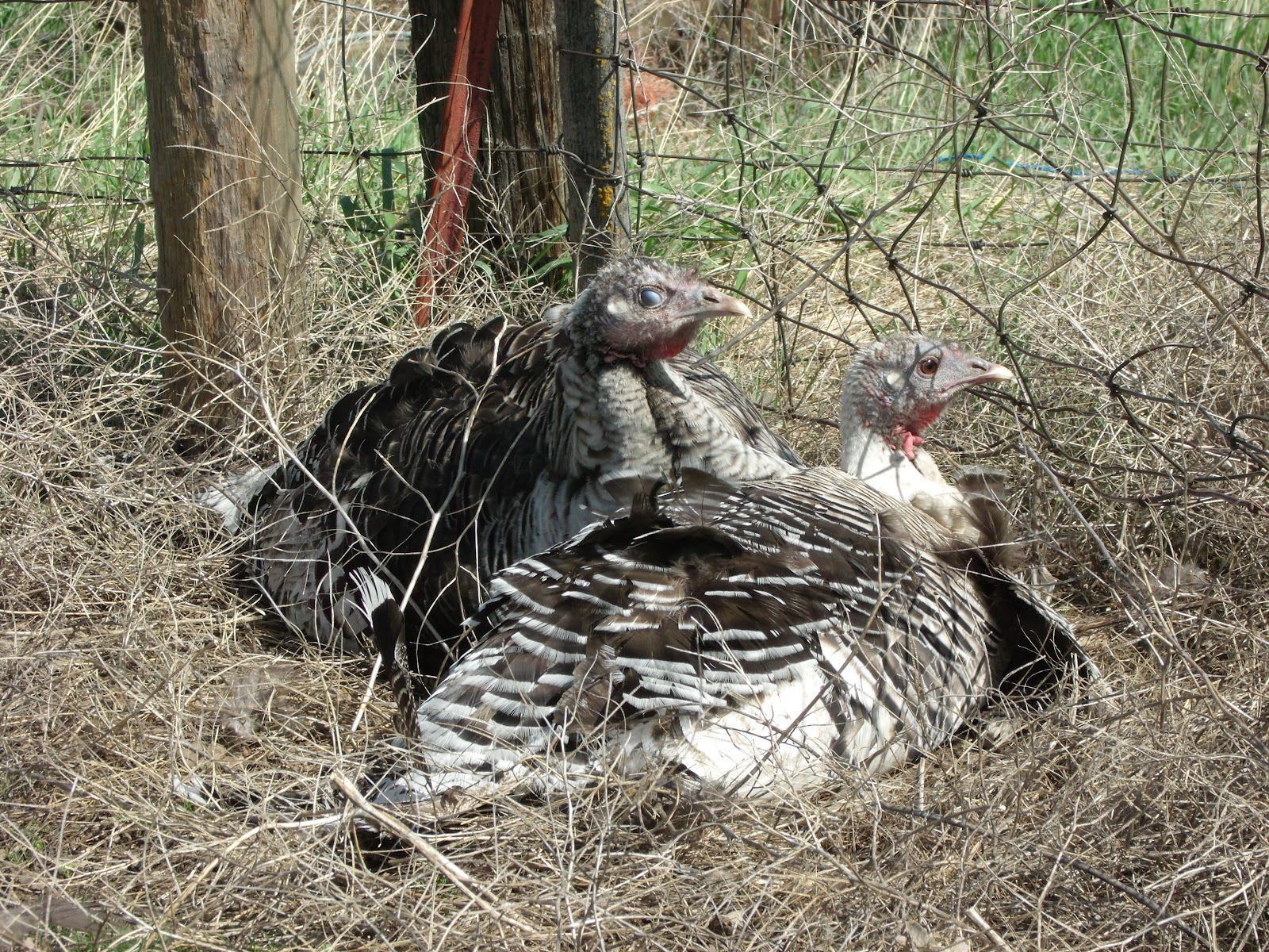 The Back Porch View: The Turkey Saga Continued....