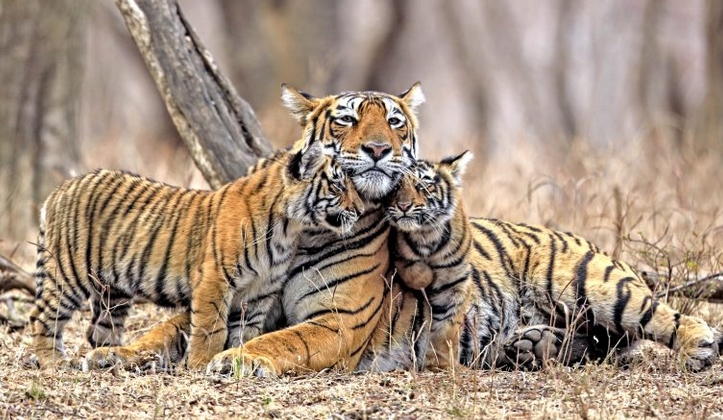 White Tiger Cubs Cuddling