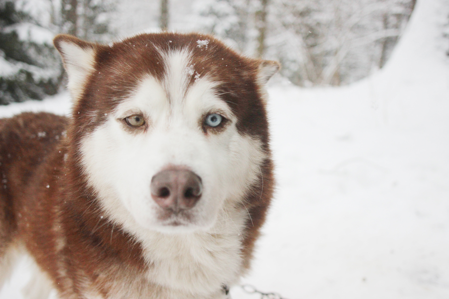 Riga, Latvia: Husky dog Sledding in the Great Latvian Outdoors — Posh ...