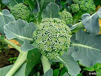 Greek Aquaponics Ενυδρειοπονία: ΦΥΤΑ