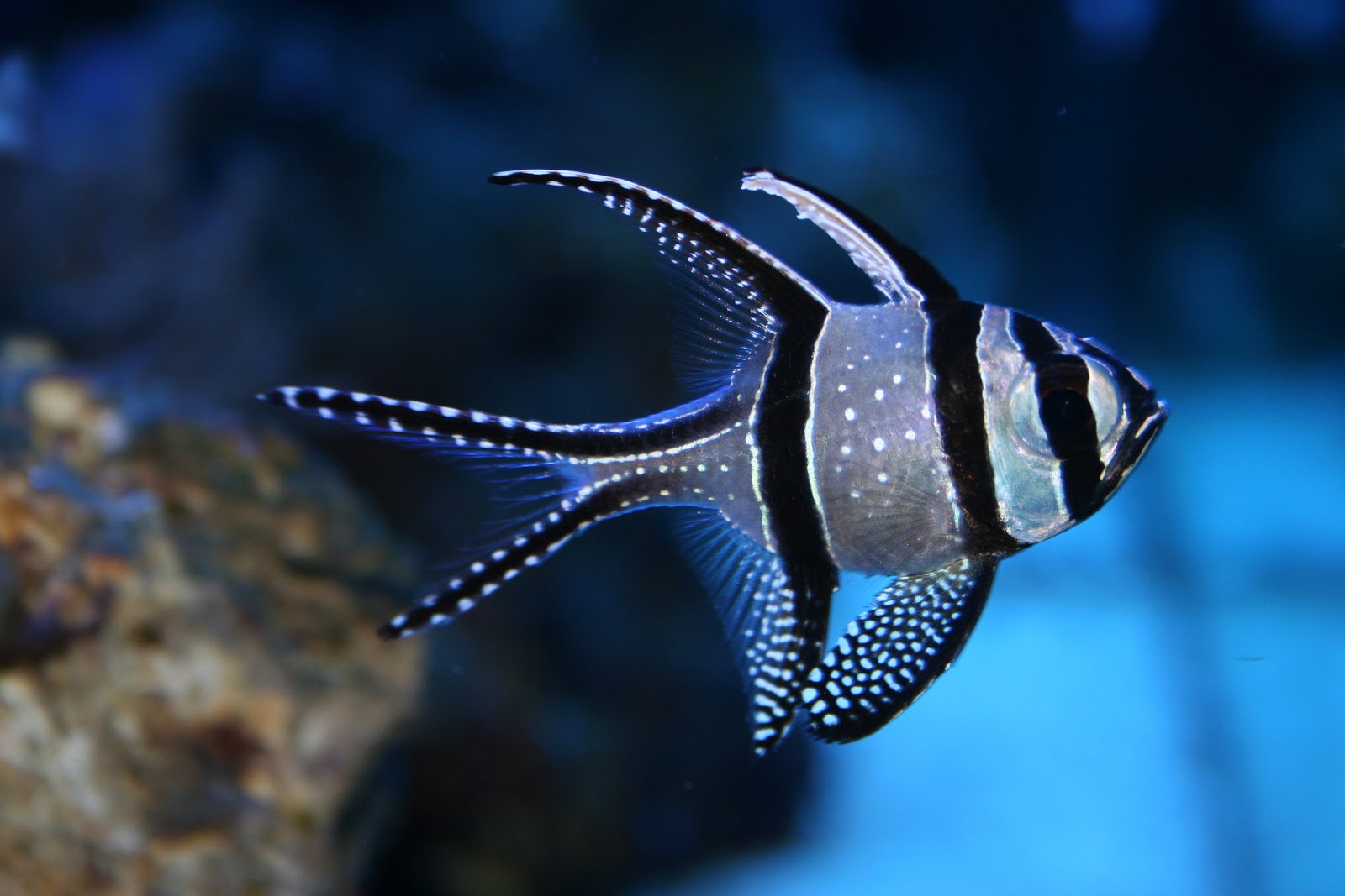 Cardinalfish - Fishes World - HD Images & Free Photos