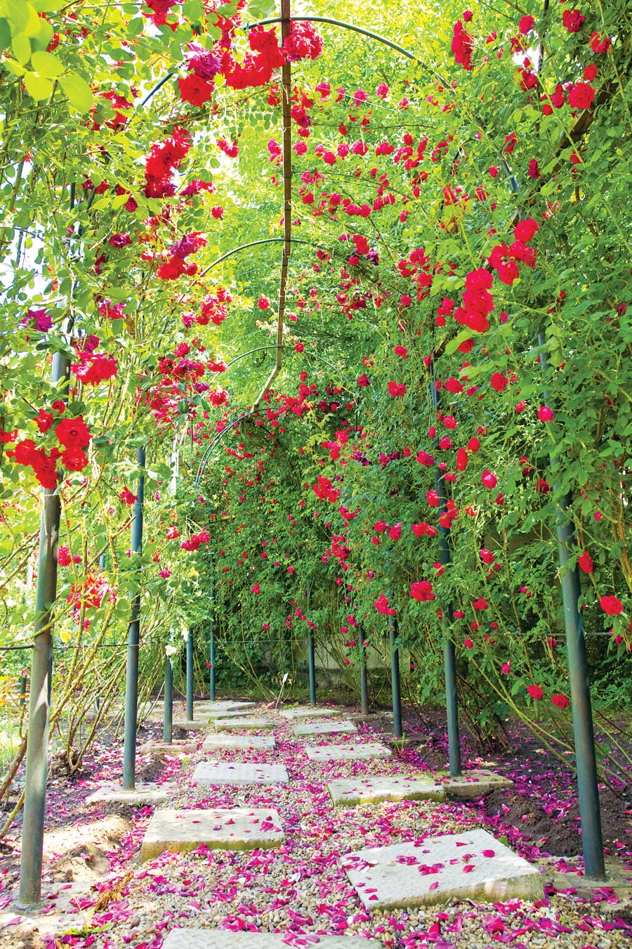 My Complete Lack of Boundaries.: Thankful Thursday - Rose Arbors