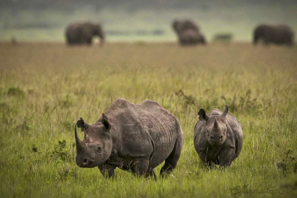 Elsen Karstad's 'Pic-A-Day Kenya': Very Large Herbivores, Masai Mara Kenya