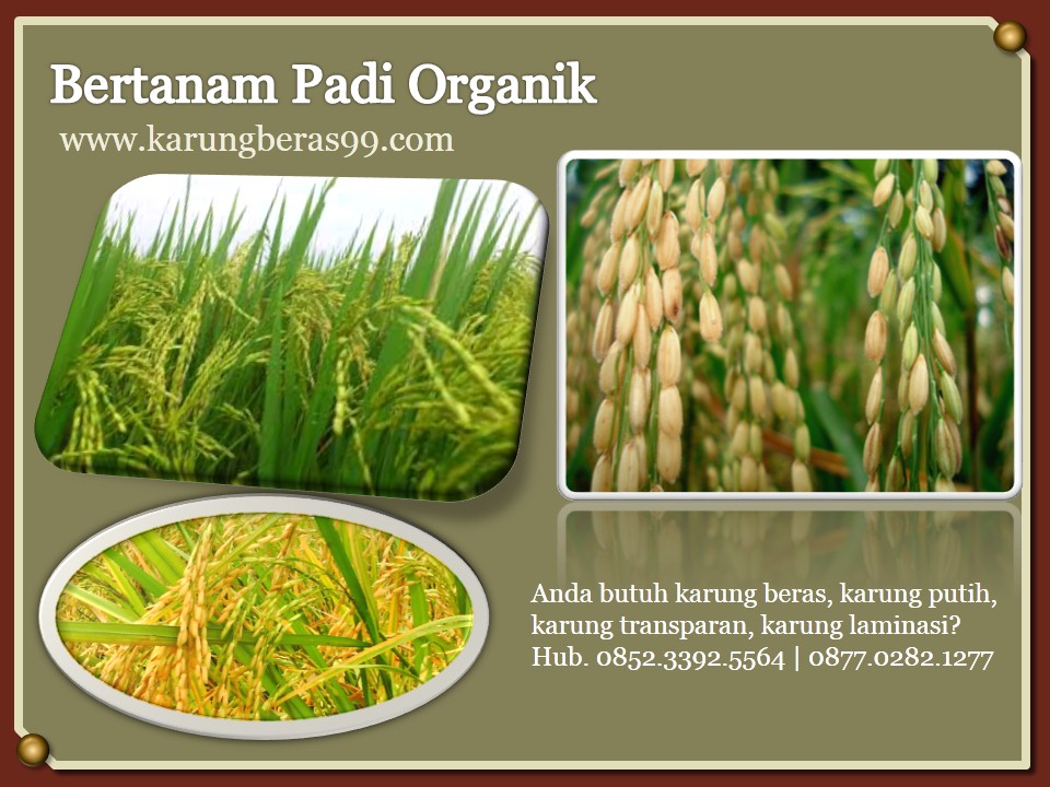 Keunggulan Budidaya Tanaman Padi Organik Dengan Sistem SRI - Jual ...