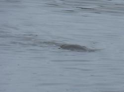 TAXÓNOMIA EN PECES: CLASIFICACION