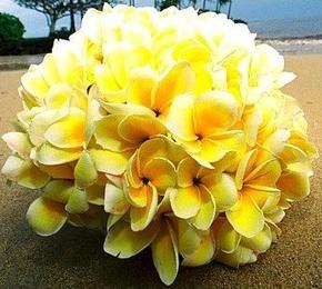 Best Flowers In The World: 02/15/12