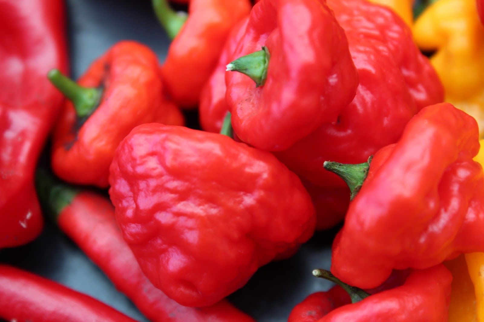 Chilinooben: Aji Cachucha