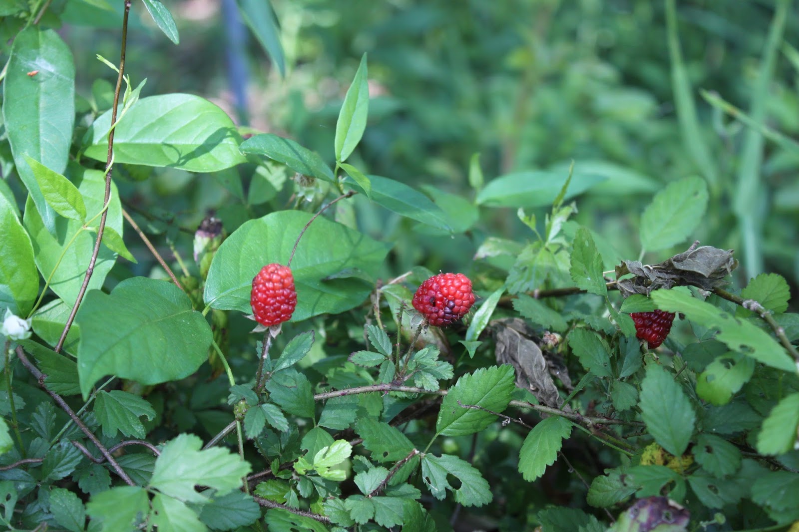 Centenary College Arboretum: What's in Bloom?