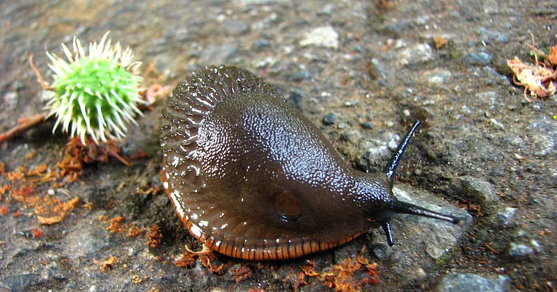 ARE SLUG PELLETS POISONING OUR NATIVE WILDLIFE |The Garden of Eaden