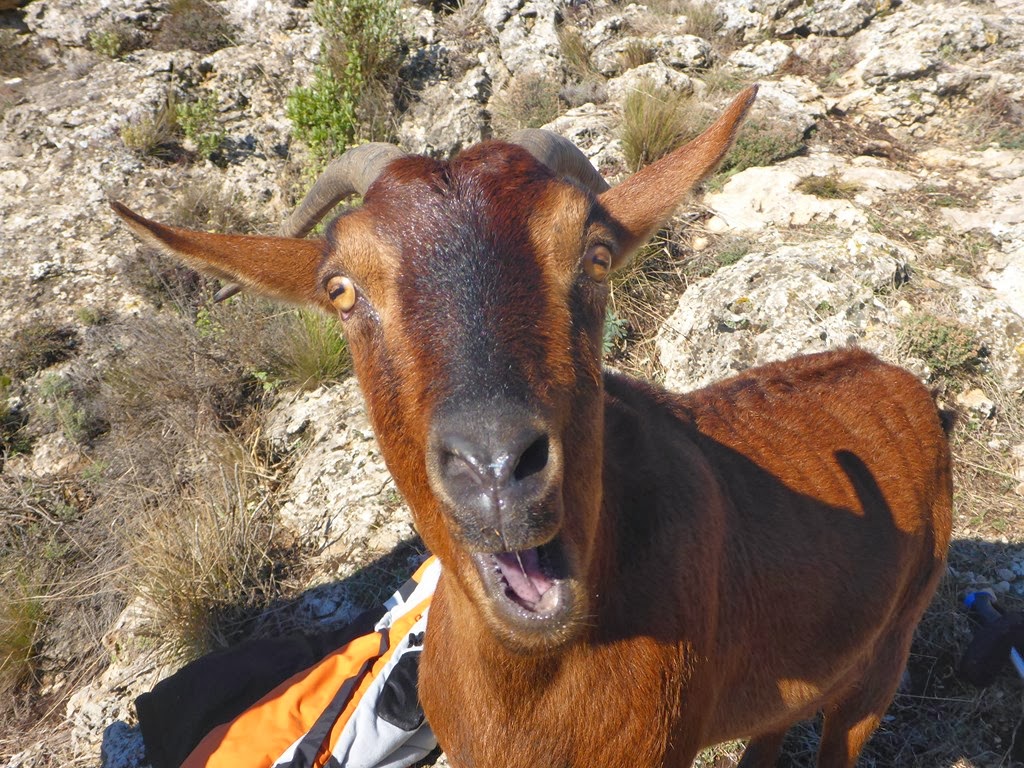 LA MORADA DE SUGOI. Montañismo en Iberia.: Les cabres al Montcabrer.