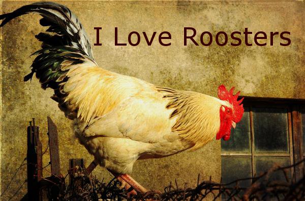 Anne Fannie's Green Acres: Roosters and Chickens