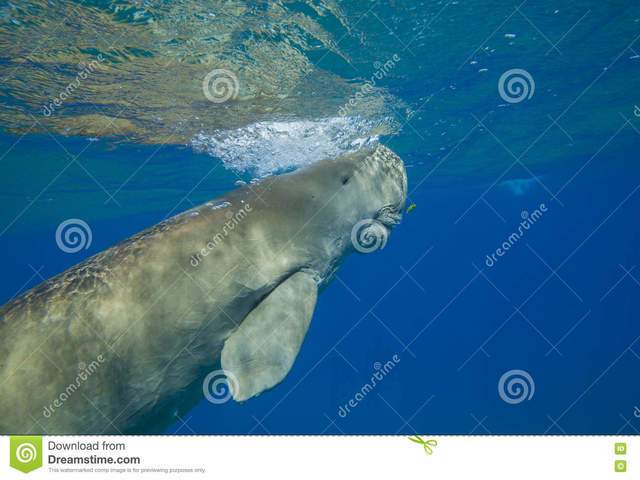 Gambar Ikan Duyung Cantik Hidup dan Jadi Kartun Terbesar